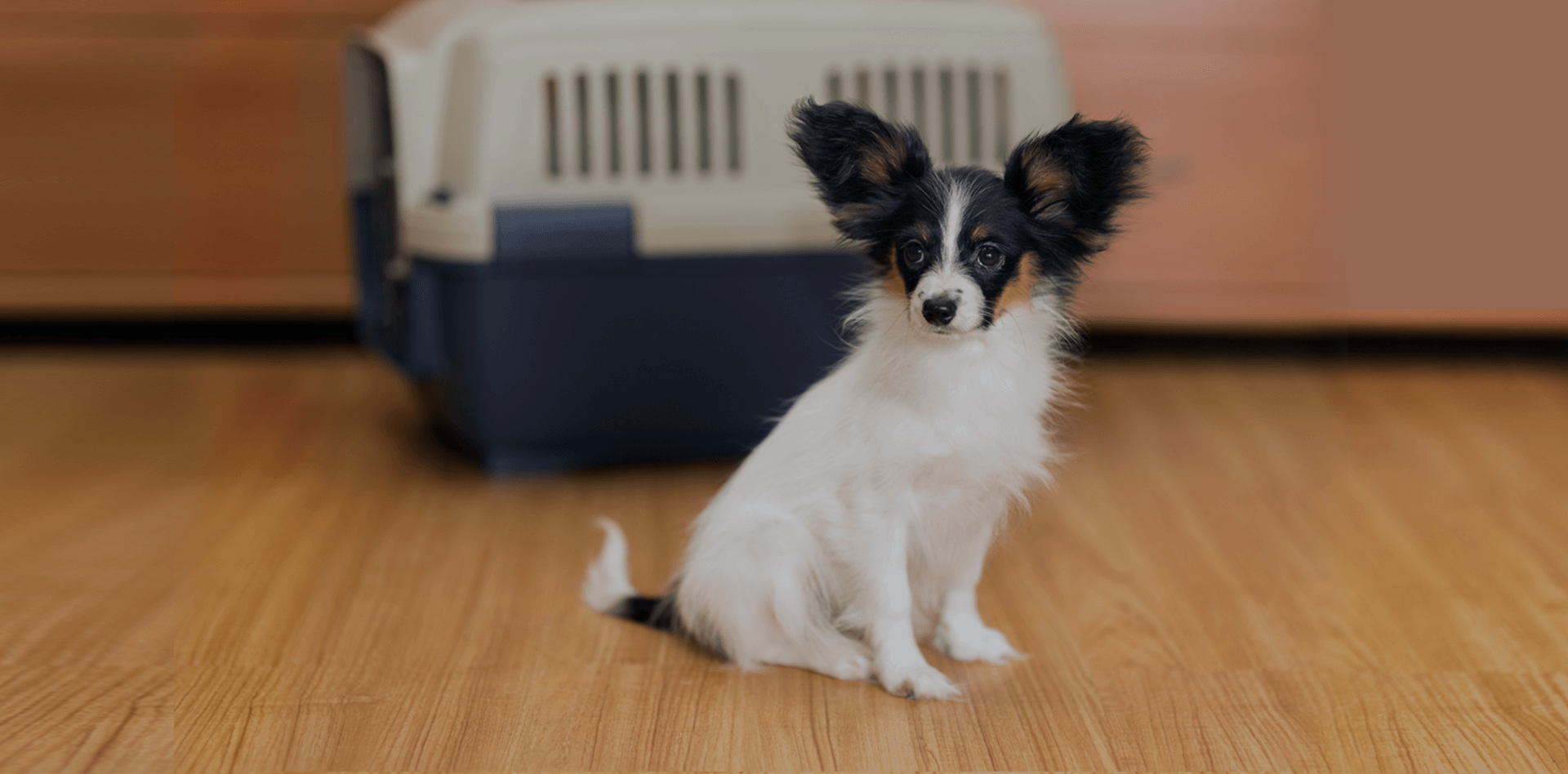 Pet Express | International Pet Transport Specialists | Pet Travel Agency